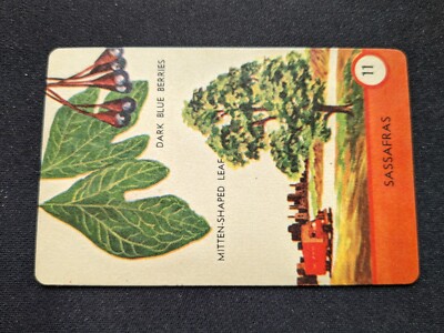 1962 Ed-U-Cards Tree Spotter Game Card # 11 Sassafras (NM) | eBay