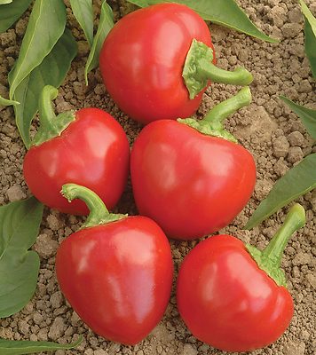 CHILI PEPPER RED CHERRY - HOT PEPPER / Finger Hots 250 Seeds - Top ...