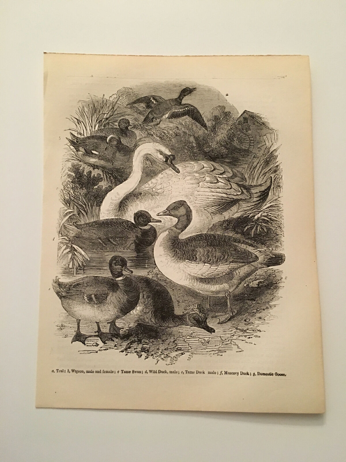 K77) Teal Wigeon Tame Swan Wild Tame Muscovy Duck Domestic Goose 1845 ...