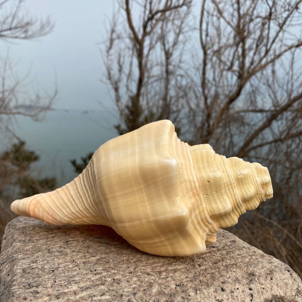 16-17cm Blowable Sea Shell Yellow Turbo Snail Natural Yellow Spiral ...