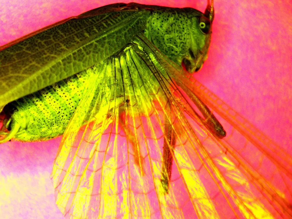 AmScope MU1803-HS Microscopy Camera/ Microscope trinocular mount camera ...