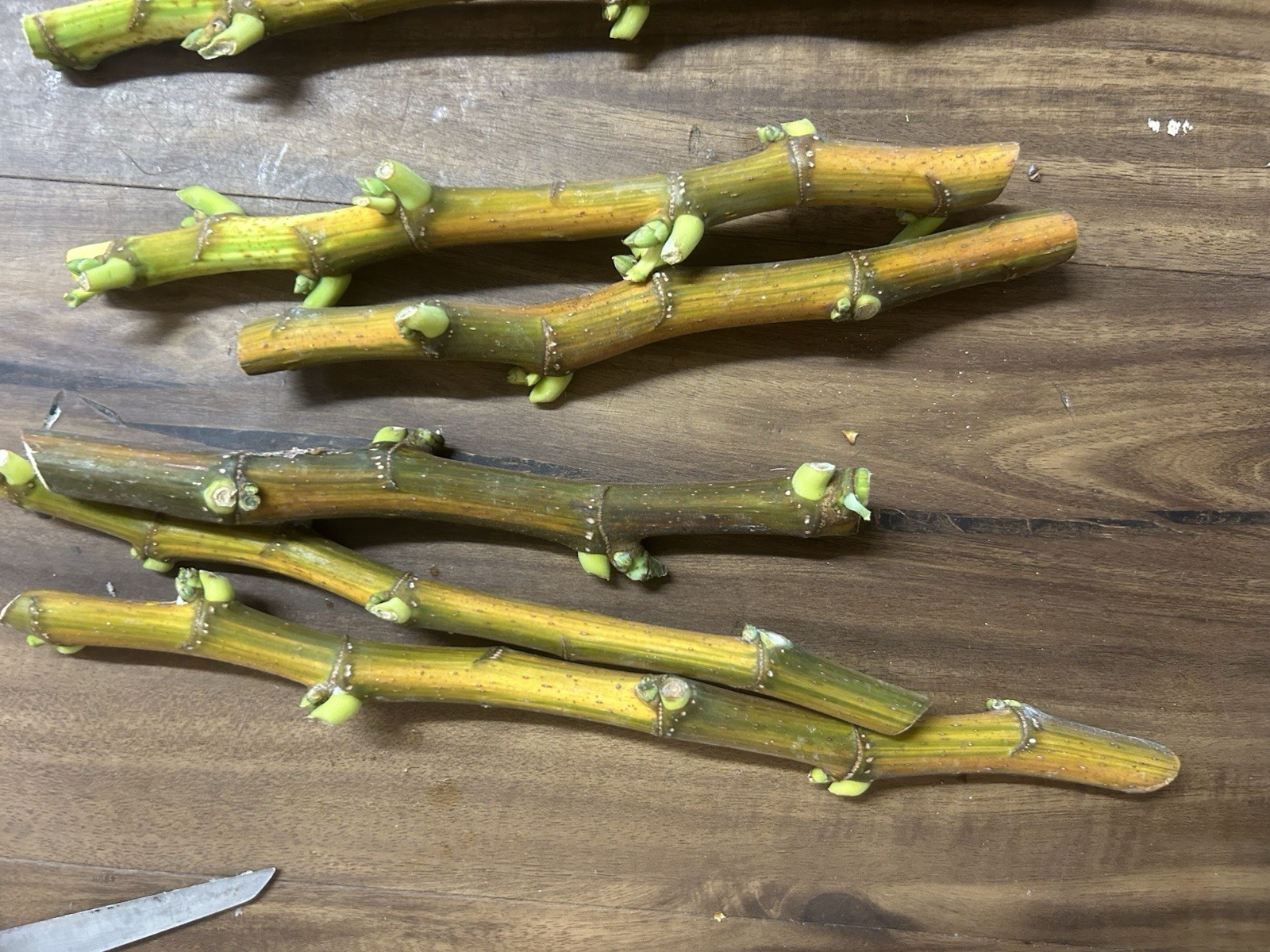 5 Panache Fig Tree Plant Cuttings | eBay