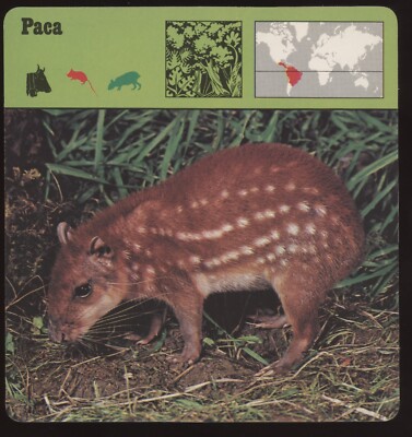 Paca Safari Cards Rencontre Mammals | eBay