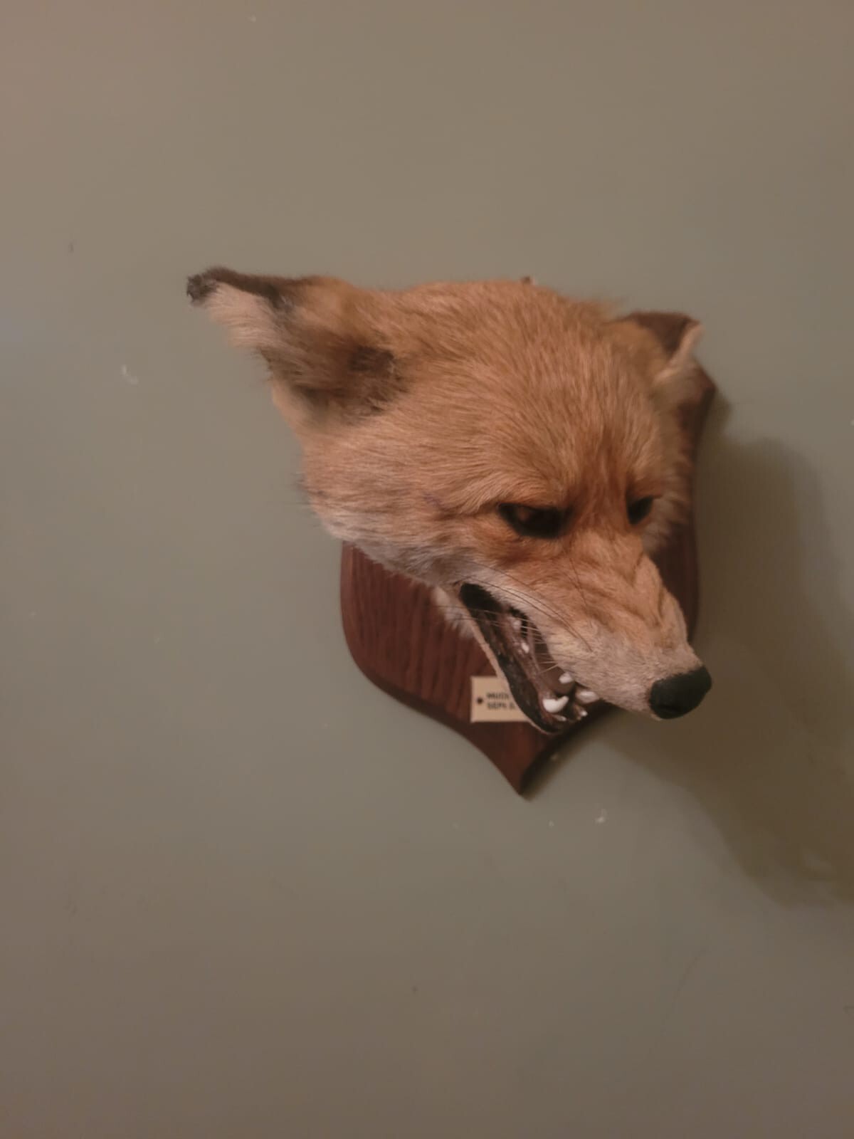 Antique Vintage Taxidermy fox head mask Countryside Peter Spicer | eBay UK