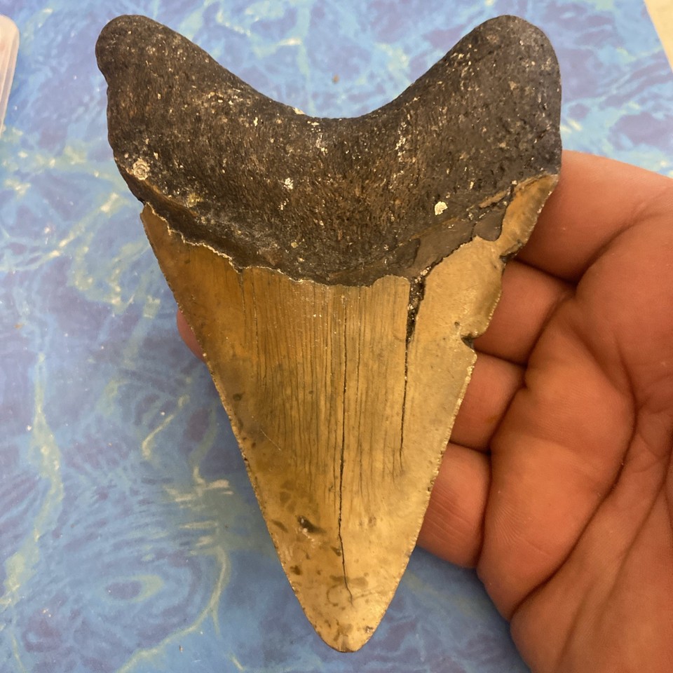 MEGALODON SHARK TOOTH 4.97” HUGE TEETH MEG SCUBA DIVER DIRECT FOSSIL NC ...