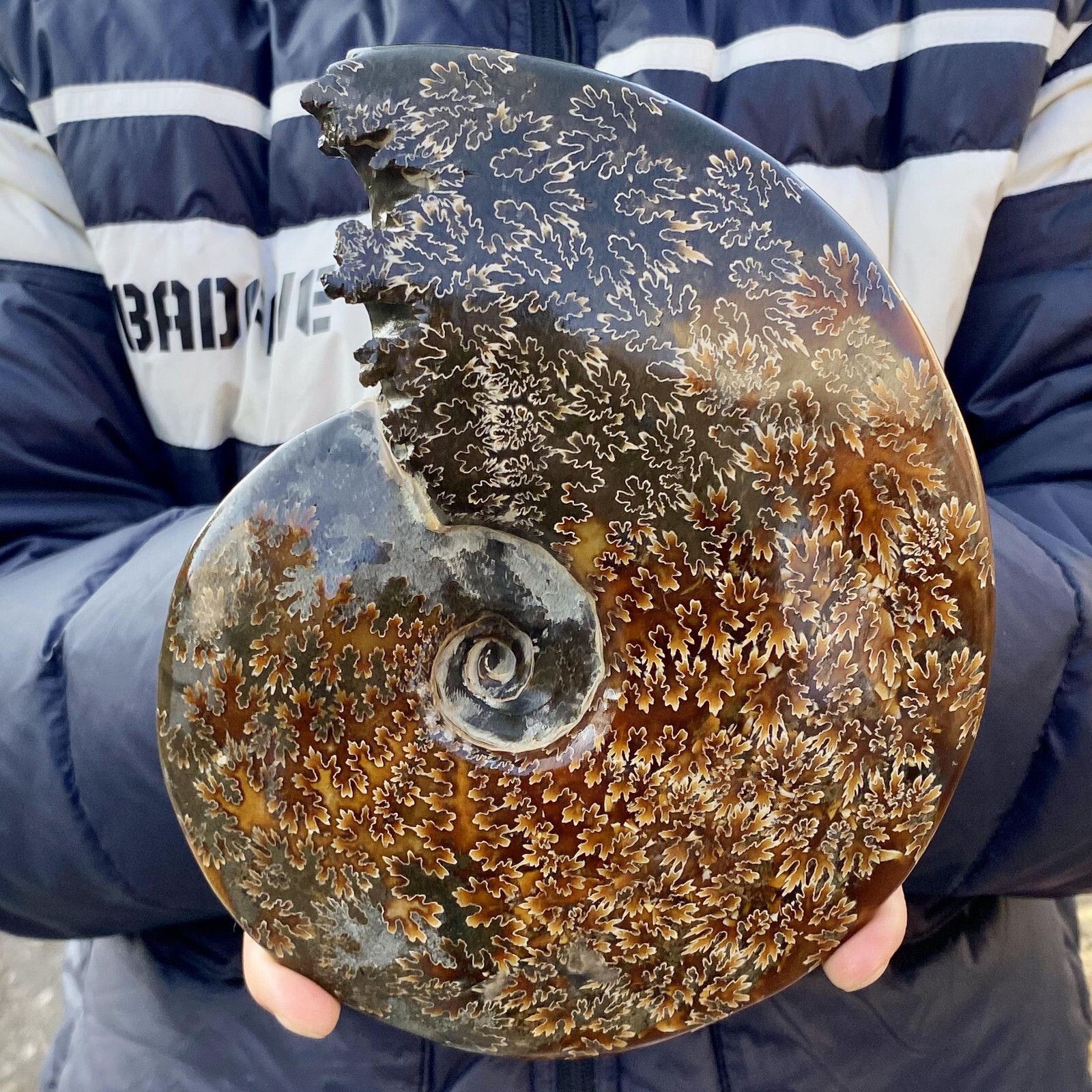 3.1LB Natural Fossil Snail Agate Fancy Cabochon Gemstones | eBay Australia