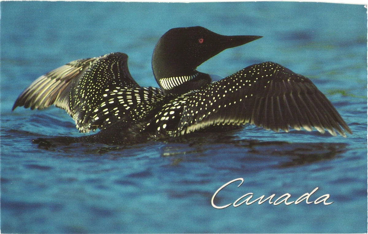 Canadian Loonie Bird