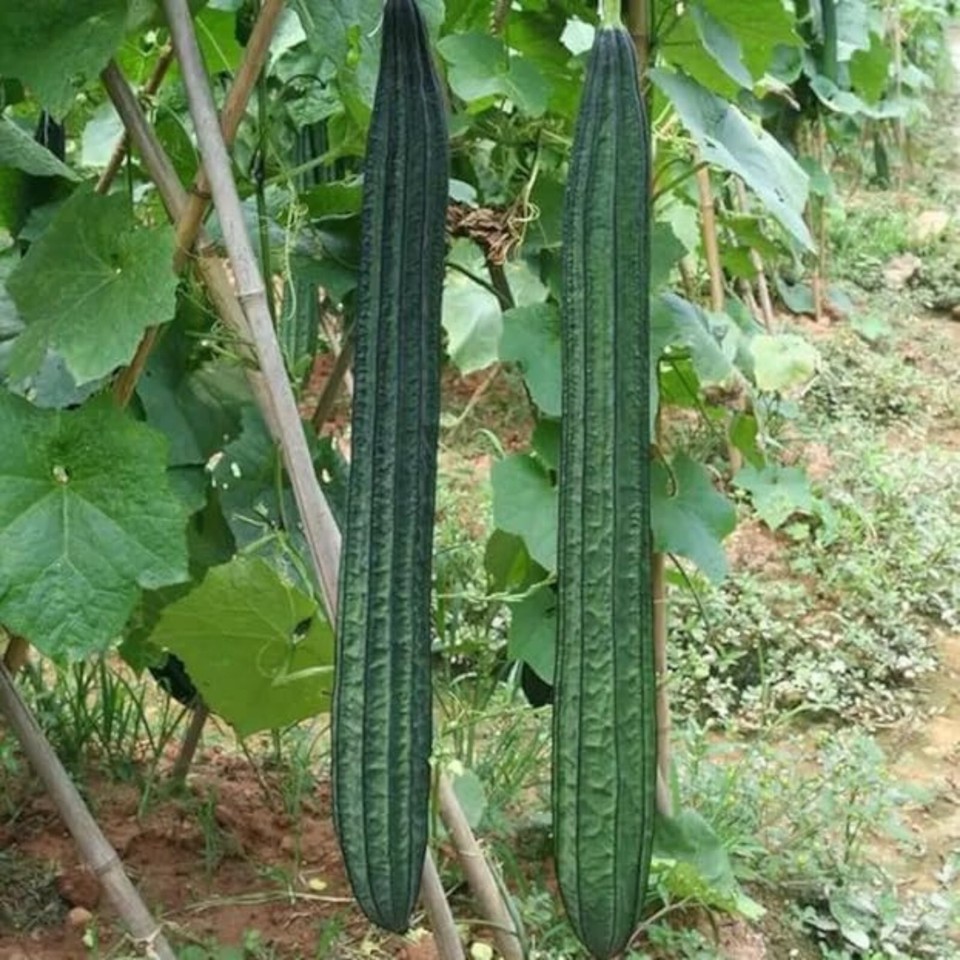 20pcs Ridged Sponge Gourd Seeds – Angled Luffa Heirloom Vegetable Seeds ...