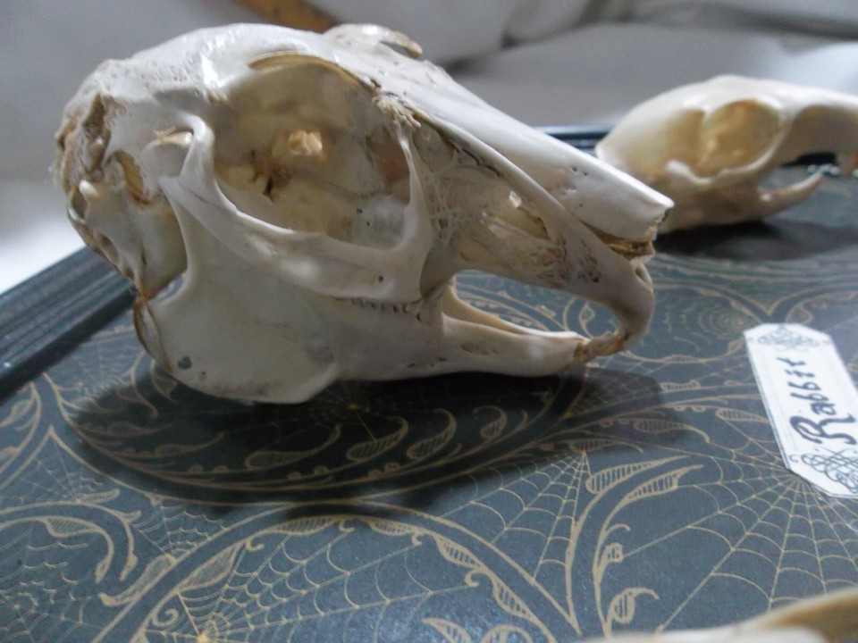 3 Real Skulls Rabbit Taxidermy Man Cave Gothic Display Decor Oddity ...