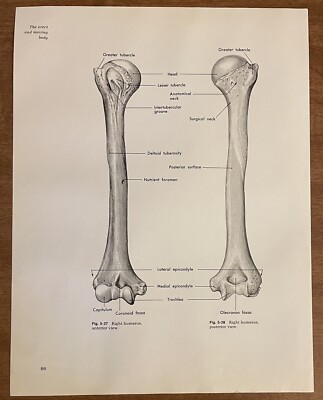 1971 Right Humerus Bones Diagram Medical Anatomy Art Decor VTG Ephemera ...