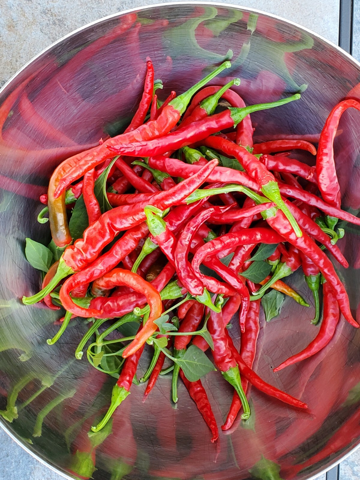 VERY HOT Long Cayenne Chilli pepper HEIRLOOM 30+ seeds 100% Organic ...
