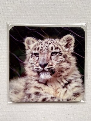 Snow Leopard Coasters | eBay Australia