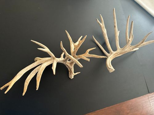 whitetail deer antler sheds 260 Inches 21 point | eBay