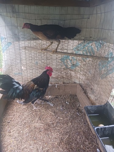 6 Pure Hatching Eggs Brass Back | eBay