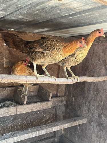 10 + Eslin Red Quill Gamefowl Fertile Hatching Eggs | eBay