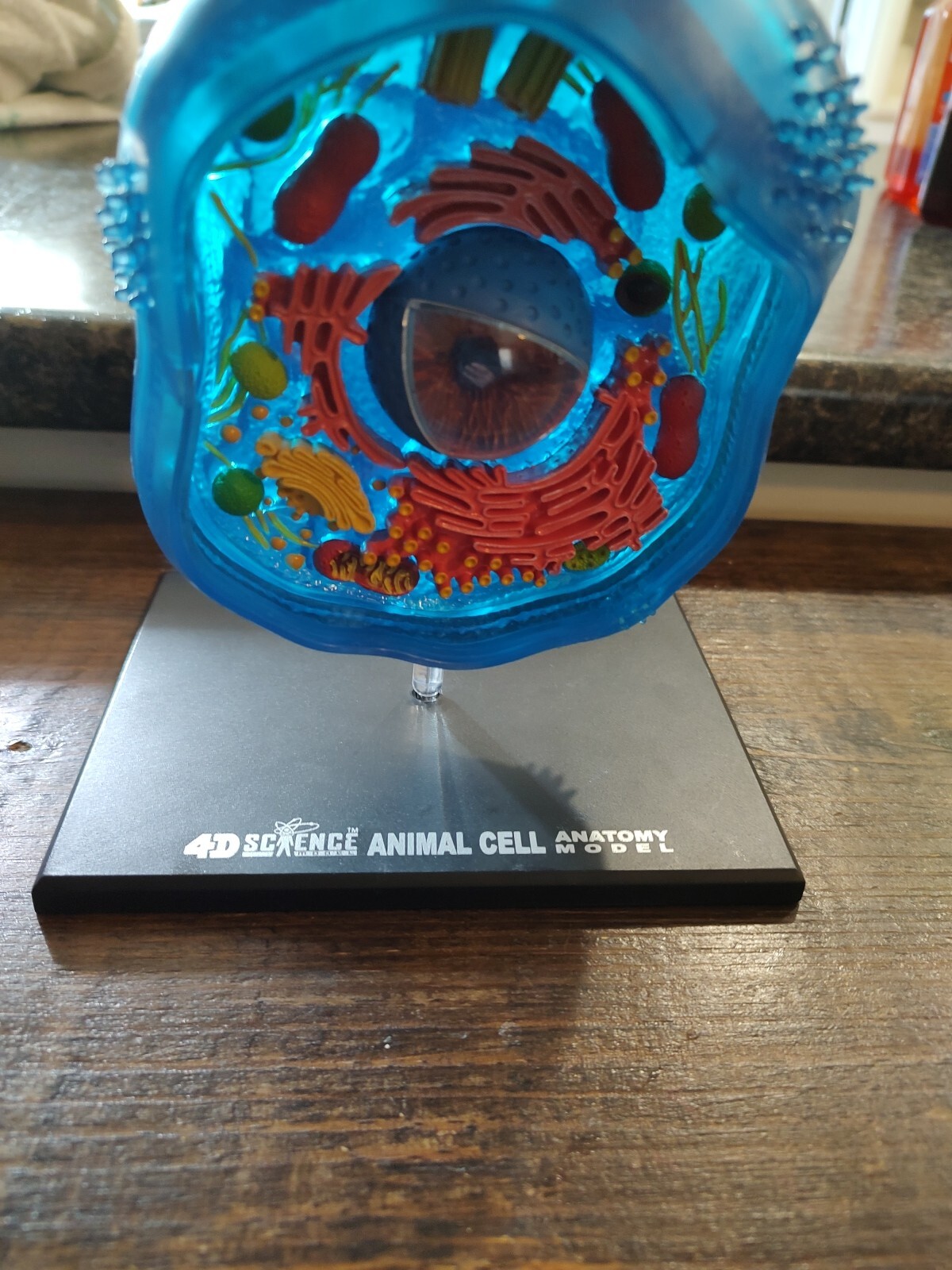 Animal Cell 4D Model Tedco Toys 26700 4D Science Animal Cell Model | eBay