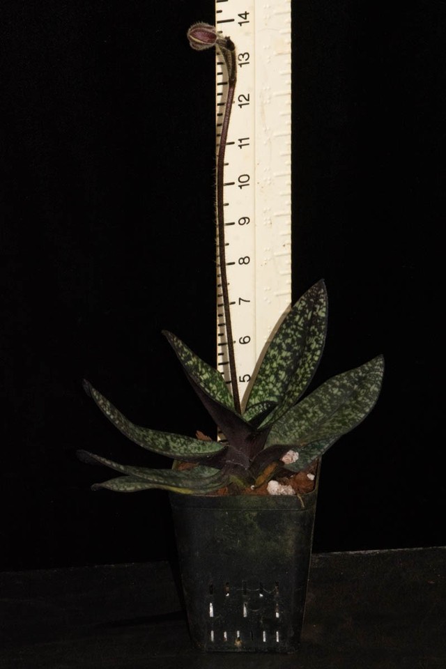 Paphiopedilum delenatii var. dunkel (vinicolor) #1, 2 buds | eBay
