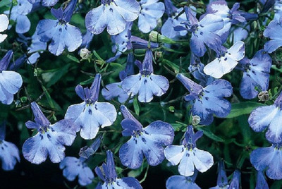 50 Multi Pelleted Seeds Lobelia Seeds Riviera Blue Splash Seeds Garden ...