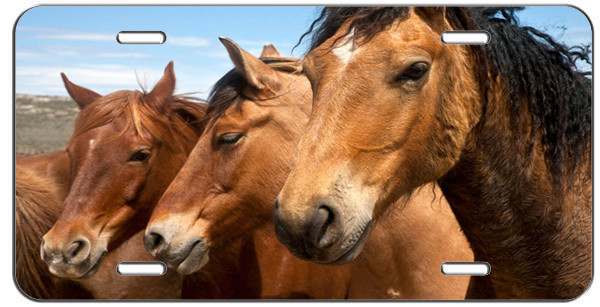 LICENSE PLATE WESTERN HORSES AUTO TAG | eBay