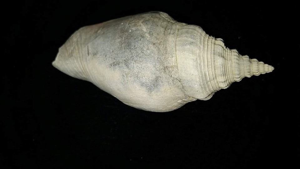 Fossil / Fossilized Strombus Strombidae gastropod shell collectors yn ...