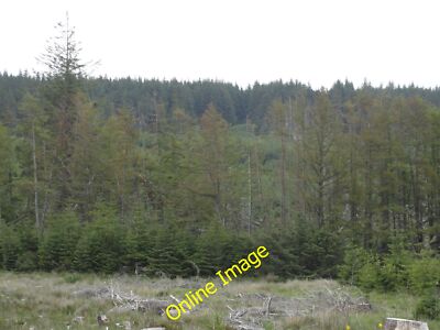 Photo 12x8 Larch trees Borgie/NC6759 Larch trees on bank of river ...