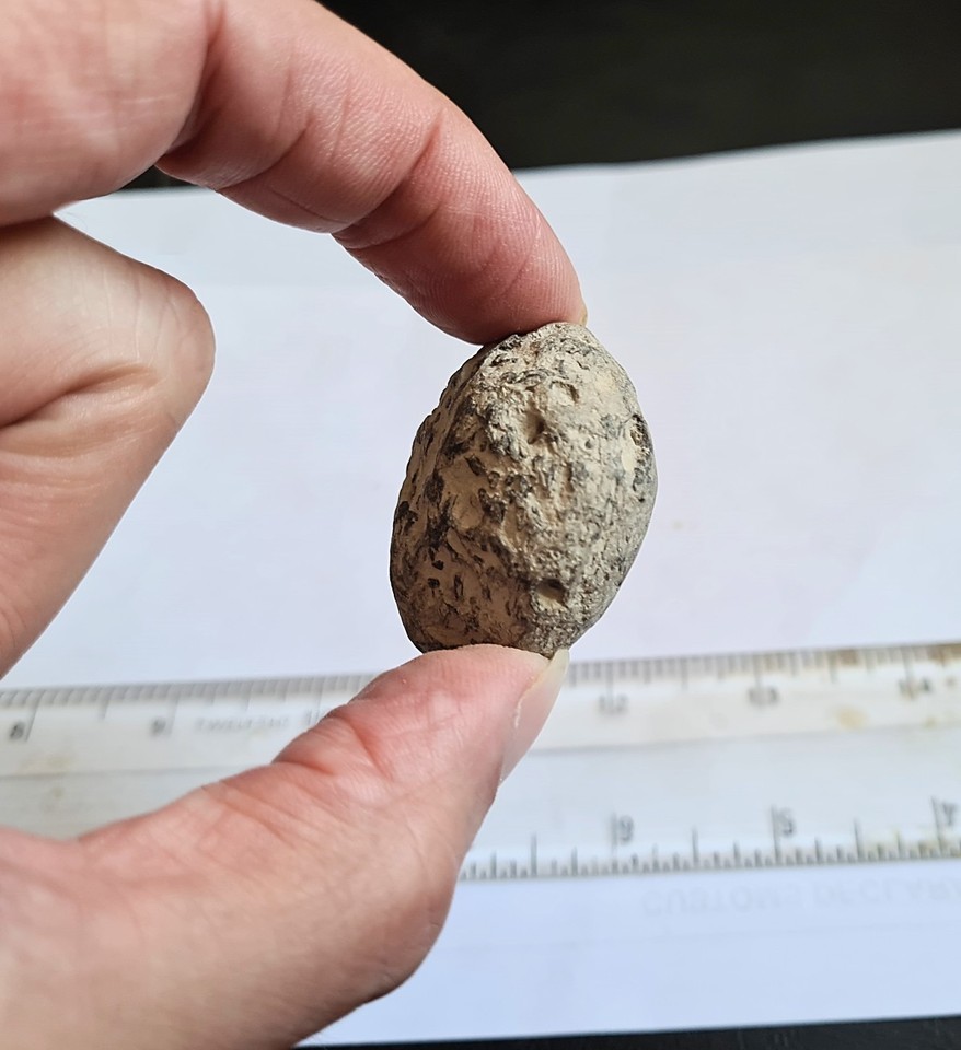 Extremely Rare Wealden Dinosaur Coprolite - fossil Poop! Rare Smaller ...