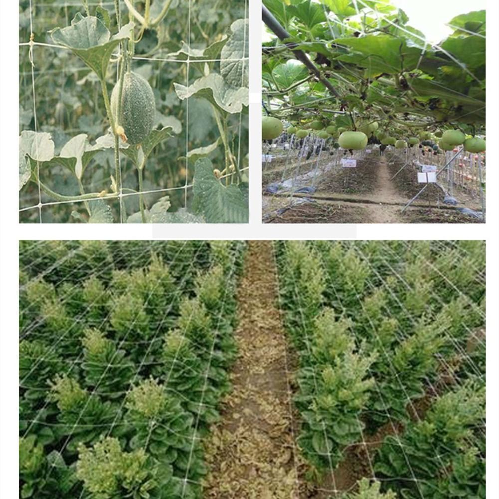 Plant Climbing Support Netting Elastic Scrog Trellis Net Grow Tent ...