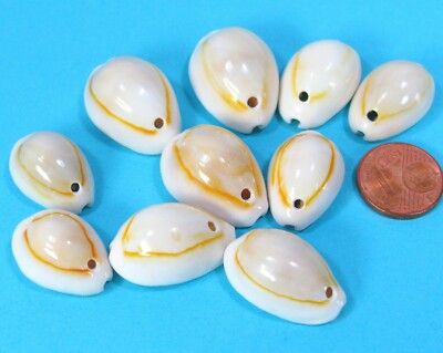 10 echte helle Kauri Muscheln Anhänger mit 1 Bohrungen 16-24mm | eBay.de