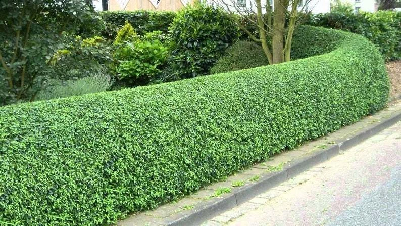 Ligustrum Sinense Hedge