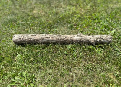Ironwood Log 16 inches long x Approximately 2 inches diameter | eBay