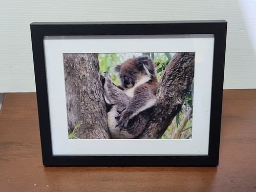 Boomer & her Friends Koala Framed Wall Print: Marmalade 25x20cm (10"x8 ...