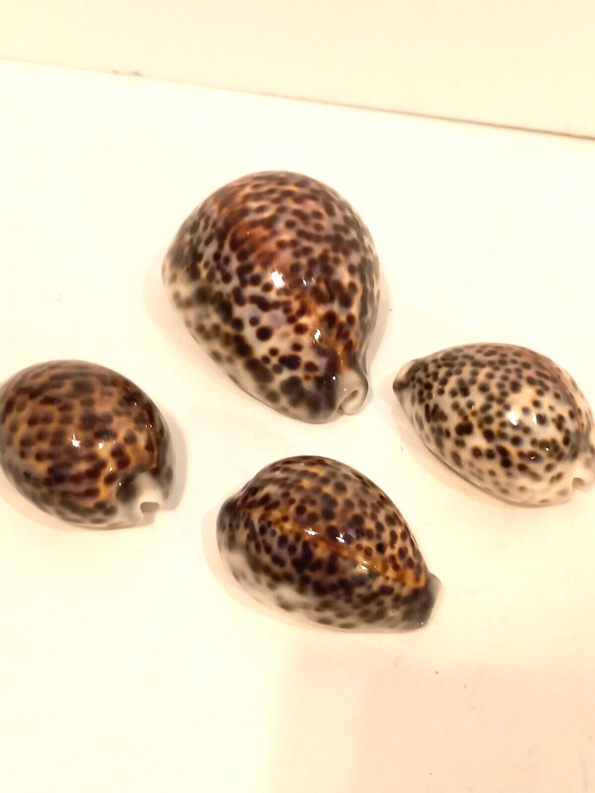 Tiger Cowrie Shells Aquarium 4 Shells Beautiful!! | eBay