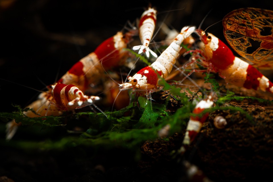 Biohome Ultimate Filter Media Aquarium Pond (FREE bacteria balls) | eBay