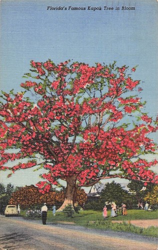 Florida's Famous Kapok Tree in Bloom PM 1955 | eBay