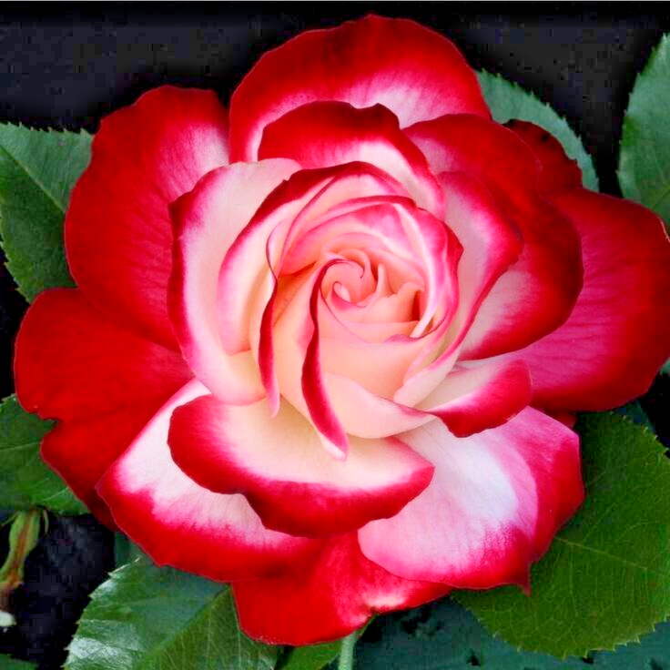 Rose Bush FIRE & ICE Red & White 1 Live 1-2 Ft Flower Plant 2005 AARS ...