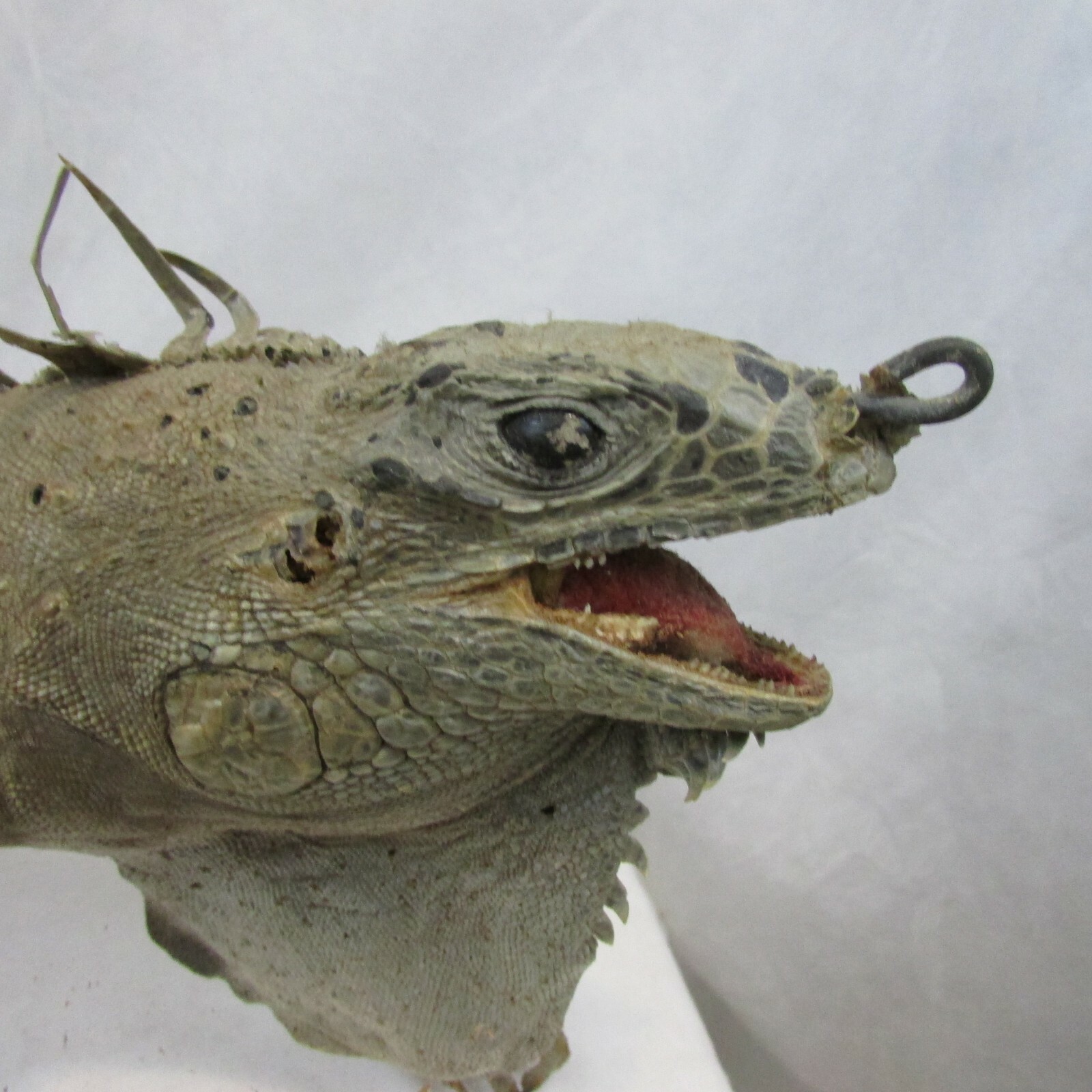 Vintage Taxidermy Green Iguana Lizard Reptile Macabre Rare Folk Art ...