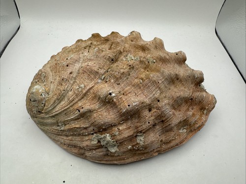 Large Trophy Red Abalone Shell 9.25” x 7” From Northern CA | eBay