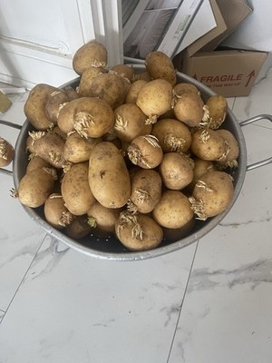 Seed Potato Swift 11-Tuber Pack UK Root Vegetable | eBay UK