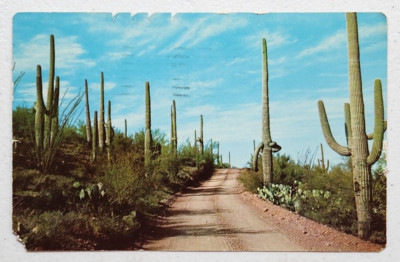 K-94 Sahuaro Trees in the Southwest Sahuaro, Sonora, Mexico Postcard | eBay