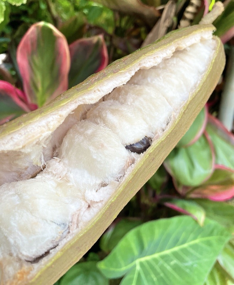 Guama Sprouted 8 Seeds (Ice-Cream Bean) Guaba Fruit pepeto Inga | eBay