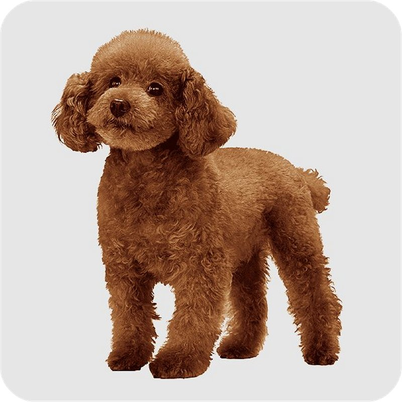 Pack Of Six Cockapoo Dog Pet Aluminium Coasters With Cork Feet And Gift ...