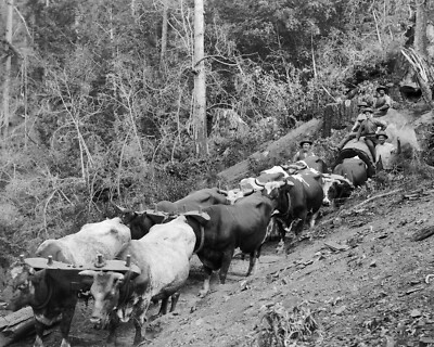 Logging Ox Team On Skid Road Photograph Lumberjacks California 1900 ...