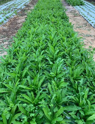 1000+ CULANTRO SEEDS,MEXICAN CORIANDER, CILANTRO ANCHO,RECAO | eBay