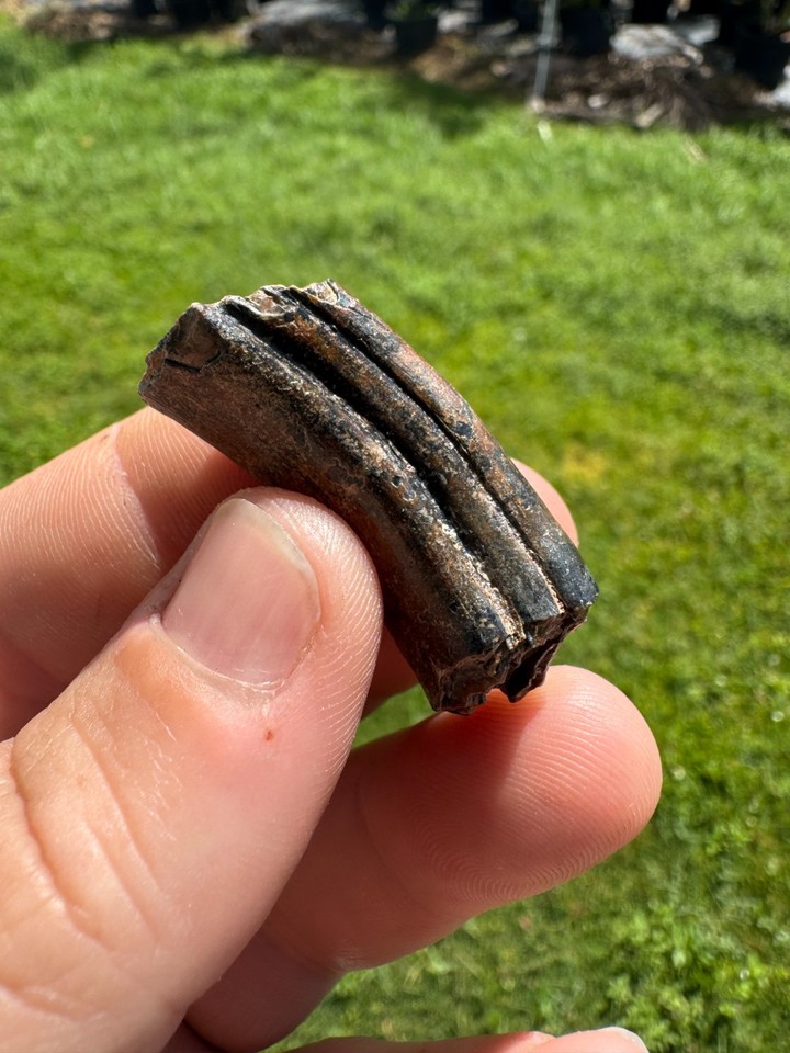 GIANT BEAVER FOSSIL MOLAR TOOTH EXTINCT ICE AGE RODENT JAW SKULL TEETH ...