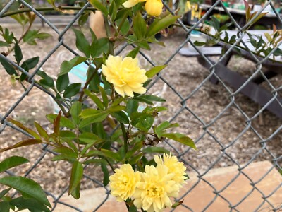 Yellow Lady Banks Climbing Rose cuttings (4) thornless | eBay
