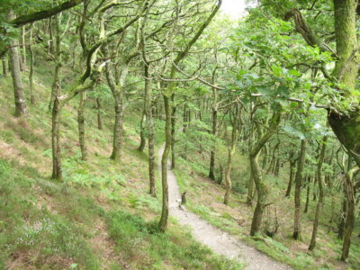 Photo 6x4 The lower level path from the link path Llanberis c2007 | eBay UK