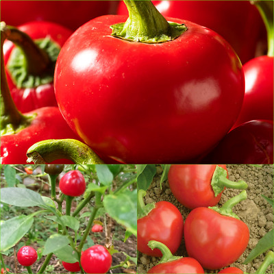 CHILLI RED CHERRY HOT 10+Seeds GROW Bulk VEGETABLES | eBay Australia