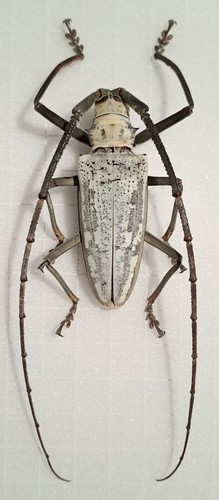 Batocera kibleri, male, 59mm, Salomonen, from own collection | eBay