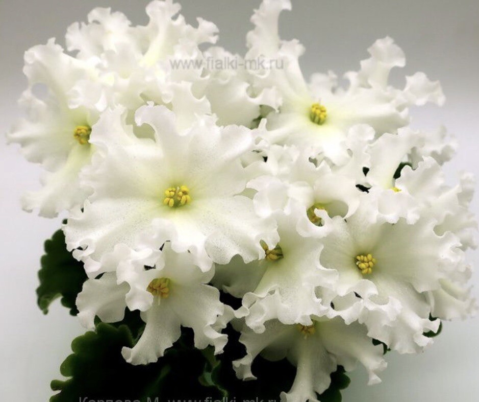 African Violet EK- Zvezdi Yanvarya. EK- Stars of January. Huge Blooms ...