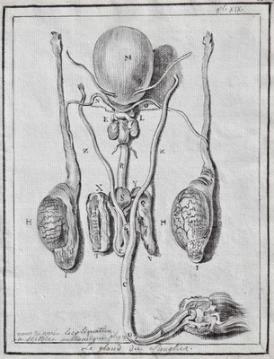 Wild Boar Innards Organs Anatomy Drawing 1780 | eBay